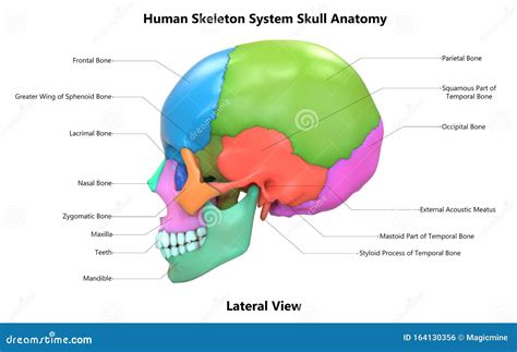 Skull Diagram Without Labels