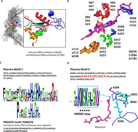 The Pharma Interface And Pharma Motifs Of Isoleucyl Trna Download