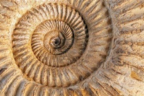Fossil Wallpapers Top Free Fossil Backgrounds Wallpaperaccess