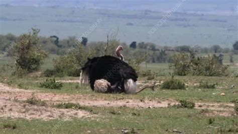 Ostrich Mating Kenya Stock Video Clip K0073000 Science Photo Library