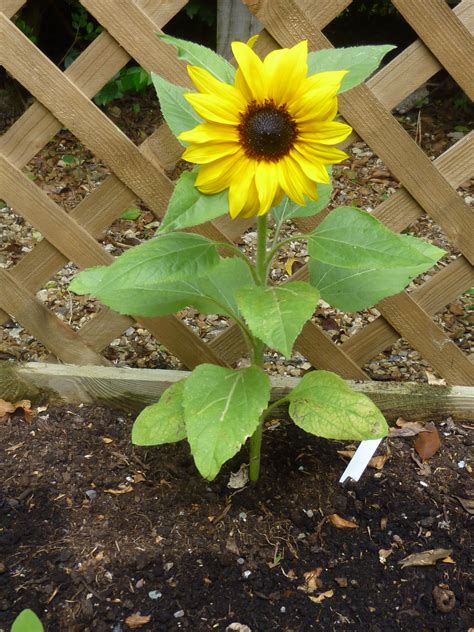 Sunflower Growing Near Fence