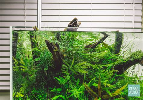 Bolbitis Heudelotii Fern Easy Low Light Live Aquatic Plant Glass Aqua