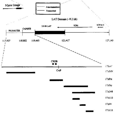 Pdf The Latency Associated Transcripts Lat Of Herpes Simplex Virus Still No End In Sight