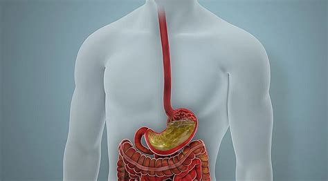C Diff Infections What To Know About These Gut Bacteria