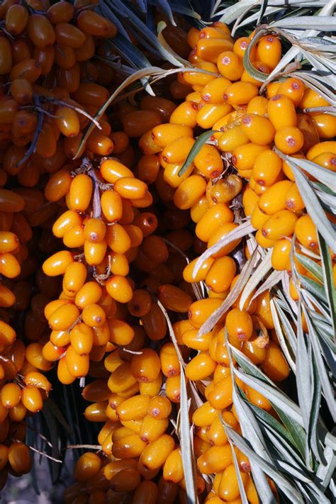 Облепиха. Вершки и корешки – купить саженцы оптом и в розницу ...