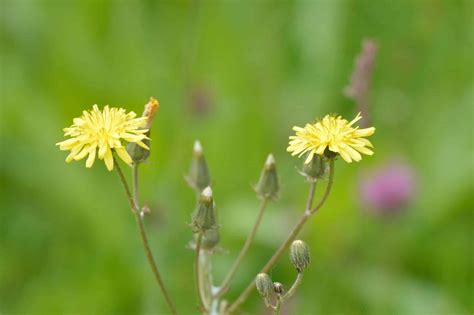 Wild Lettuce Lactuca Virosa Benefits Uses Safety Herbal Reality
