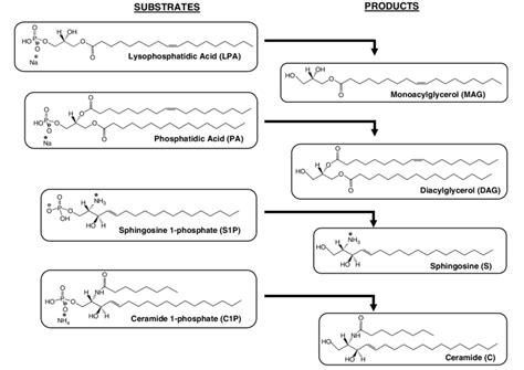 Structures Of Lpp Substrates And Products Download Scientific Diagram