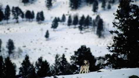 Yellowstone Wolf Dynasty 1 National Geographic For Everyone In Everywhere