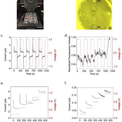 A Experimental Setup Of The Ion Pump The Ion Pump Is Inserted In A Download Scientific