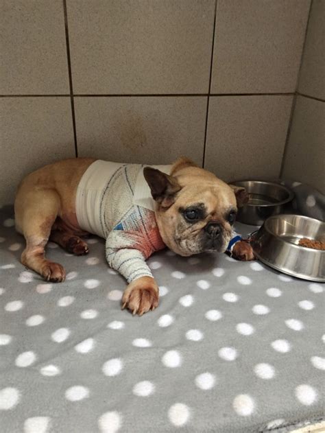 Cagnotte Chienne Mégane Leetchi