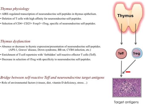 Physiology Of The Thymus And The Primary Role Of A Thymus Dysfunction Download Scientific