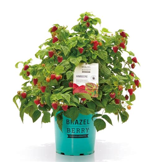 Zwerghimbeere Raspberry Shortcake® Rubus Idaeus Raspberry Shortcake® Hauenstein Ag