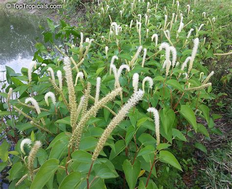 Saururus Cernuus Common Names Lizards Tail Water Dragon Swamp Root