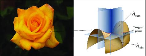 Structure Diagram Of Principal Curvatures On The Image Surface