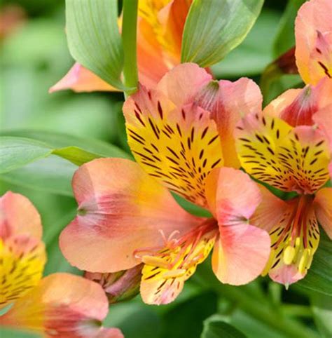 Alstroemeria Saturne Peruvian Lily