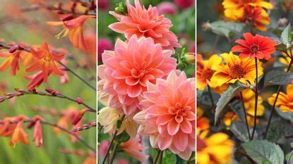 8 Late Summer Flowers Recommended By Gardening Experts Woman Home
