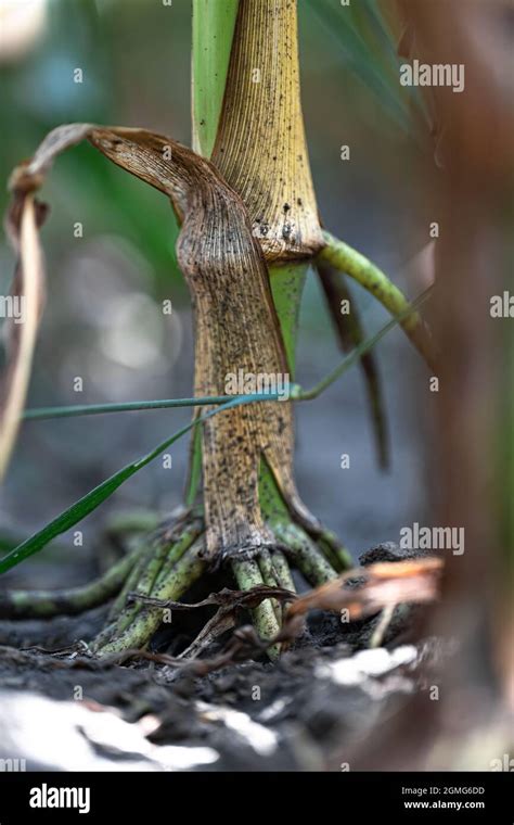 Close Up Of The Root Of A Corn Plant Young Green Corn Growing On The