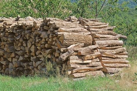 Forestry Silviculture And Its Impact On Sustainability