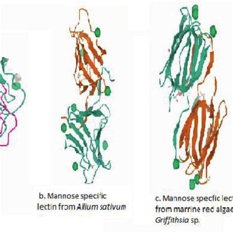 Crystal Structure Of Different Mannose Specific Lectins Structures