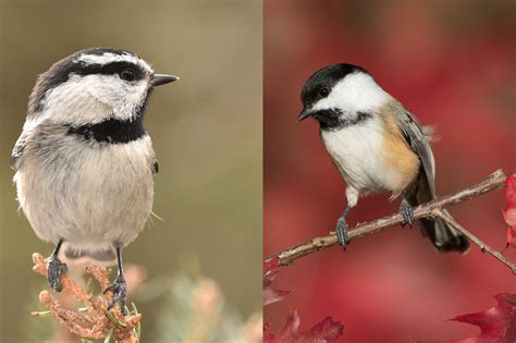 Chickadees Around The World The Chickadee In The Snowbank A Canary