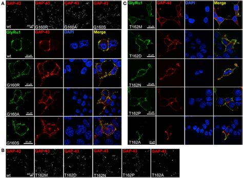 Integration Of Glyr Variants Into The Cellular Membrane Different α1