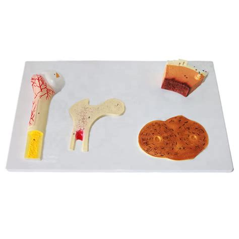 Bones Structure Model Human Skeletal System Anatomy Tissue Model Bone