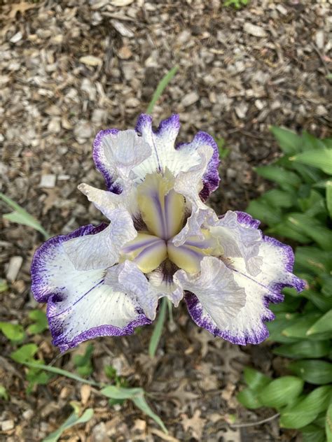 Iris Identification Please Gardening