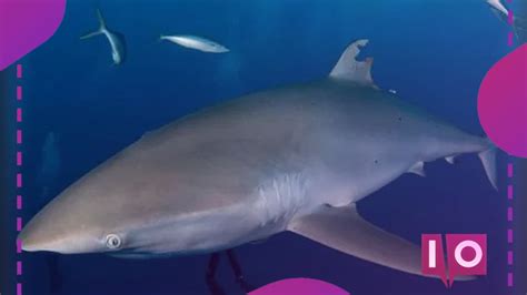 Mutant Shark Specimen Recovers Fin After Being Attacked