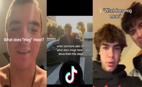 Mog Meaning On TikTok - Explained | BrunchVirals