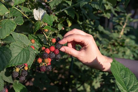 정원에서 검은 라즈베리를 수확하는 암컷의 손 뒤뜰에서 성장 열매 검은색 라즈베리에 대한 스톡 사진 및 기타 이미지 검은색 라즈베리 수확 건강한 생활방식 Istock