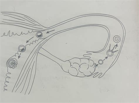 CPM Stages Of Pregnancy Diagram Quizlet