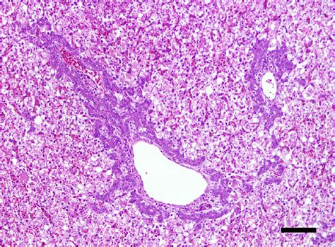 Figure 1 From An Outbreak Of Duck Hepatitis A Virus Type 1 Infection In