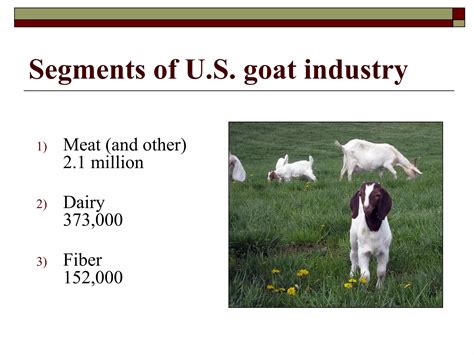 An Overview Of Sheep And Goats Ppt