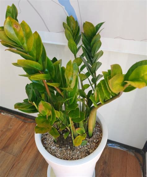 금전수 잎이 노란색 과 곰팡이 같이 변해요 ㅜㅜ 지식in