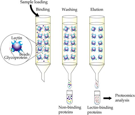 Lectins An Effective Tool For Screening Of Potential Cancer Biomarkers Peerj