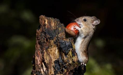 【tools】python中对excel进行写入操作,写入一列或者一行(openpyxl) 知乎 【tools】python中对excel进行写入操作,写入一列或者一行(openpyxl) 知乎