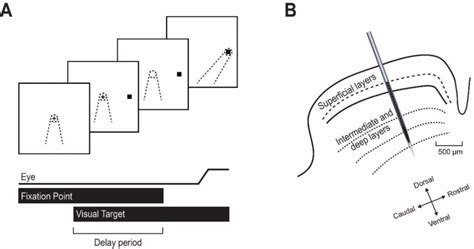 Schematic Representation Of Behavioral Task And Neurophysiological