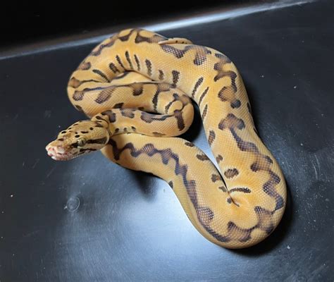 Hybrid Ball Python Traits Morphpedia