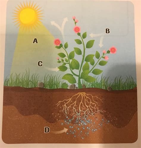 Test 2 Diagram Quizlet