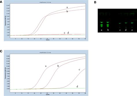 Frontiers Accelerated Loop Mediated Isothermal 49 Off