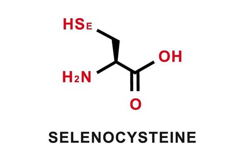 Selenocysteine Chemical Formula Symbols Tattoos Body Art Chemical Formula