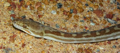 Stimson S Python Antaresia Stimsoni In Australia Stock Image Image