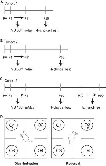 Experimental Timeline And Set Up A Timeline Of Maternal Separation Download Scientific