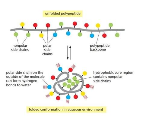 Hanaa Fayed On Linkedin Proteinfolding Molecularbiology Cancerbiologyresearch