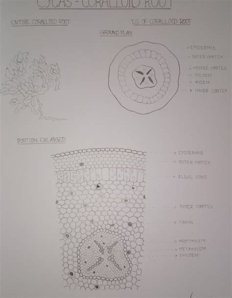 Rekhas Blog In Botany Cycas Coralloid Root T S