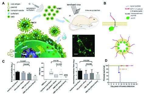 A Schematic Revealing The Preparation Of Virus Mimic Nanovesicles Download Scientific Diagram