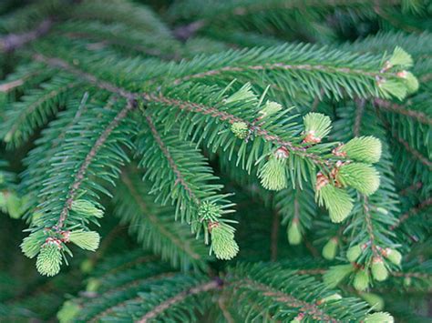 Fir Vs Spruce Vs Pine How To Tell Them Apart FineGardening
