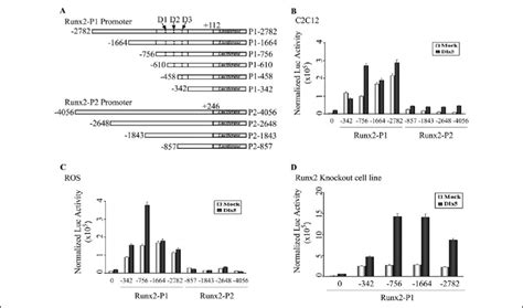 the runx2 p1 promoter is specifically activated by dlx5 overexpression