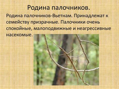 Насекомое палочник - презентация онлайн