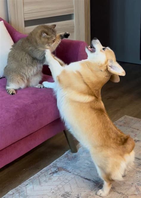 корги Вельш корги собака собакен песель пес котэ прикольные картинки с кошками